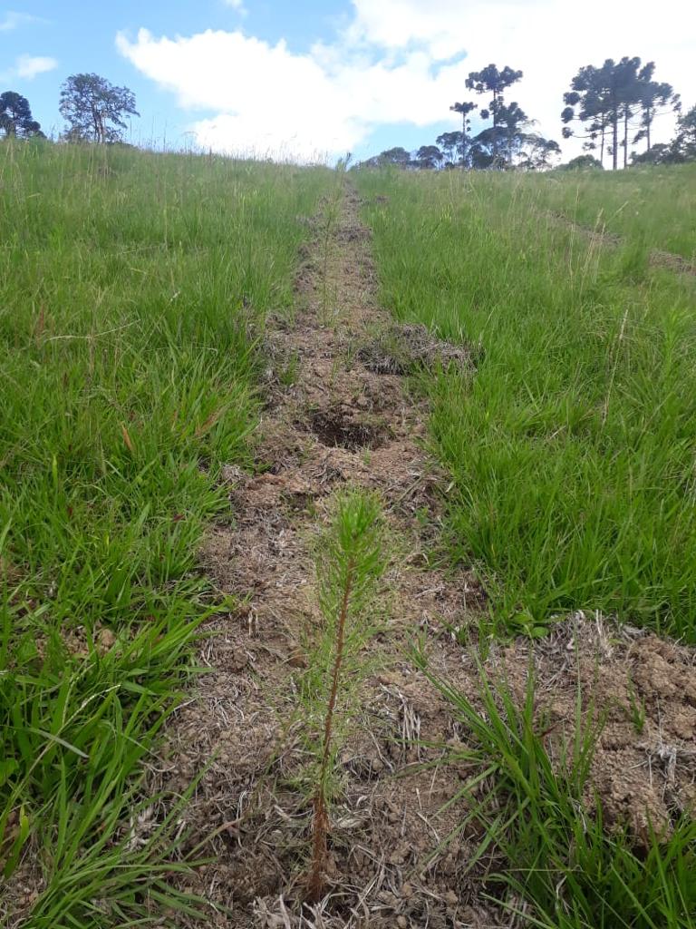 Novo plantio das árvores da espécie Pinus